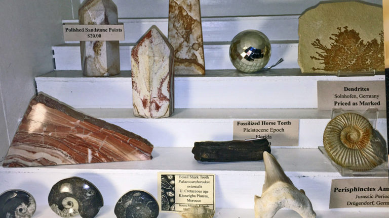 Stonerose Store – Stonerose Fossils